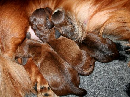 T-litter